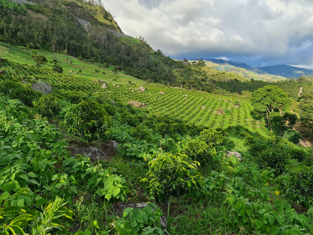 Hacienda El Obraje – Procaal – Promotora Café de Altura